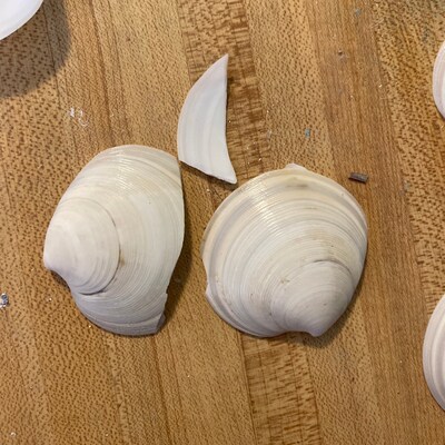 50 Cats Paw Seashells, Kitten Paw Shells, Cats Paw Shells, Sanibel Sea ...