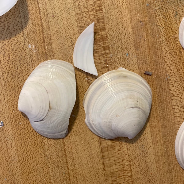 Natural Crushed Shells, 1 Lb Broken Shells, Shell Pieces, Vase Filler ...