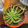 Thumb Cactus Mammillaria Matudae in a 4 Inch Pot see Picture 2 and ...