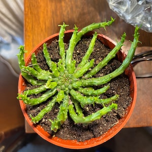 Thumb Cactus Mammillaria Matudae in a 4 Inch Pot see Picture 2 and ...