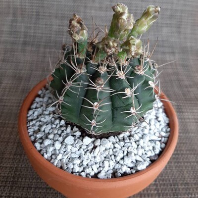 Large Form Curiosity Plant Cactus Cereus Peruvianus Monstrose - Etsy