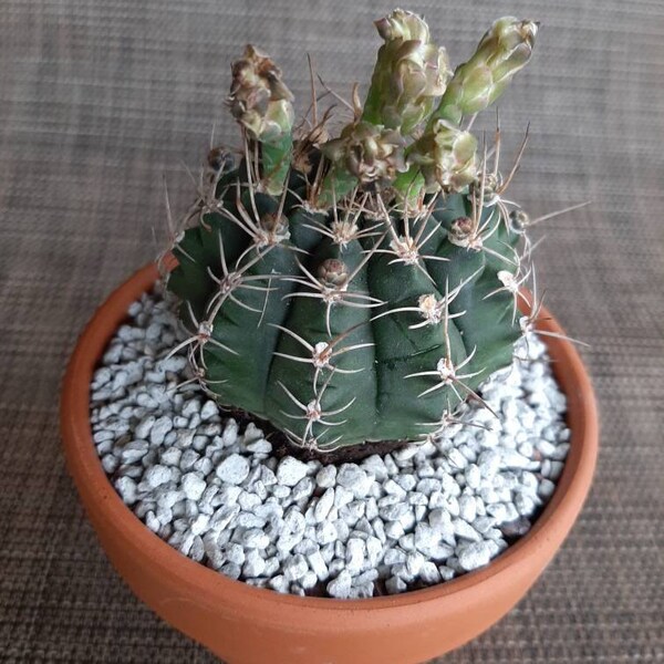 Large Form Curiosity Plant Cactus - Cereus Peruvianus Monstrose - Etsy