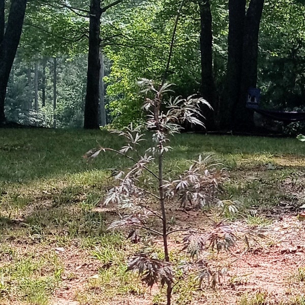 Japanese Maple ' Tamukeyama ' Grafted - Etsy