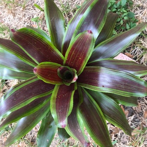Bromeliad Neoregelia 'supernova' - Etsy