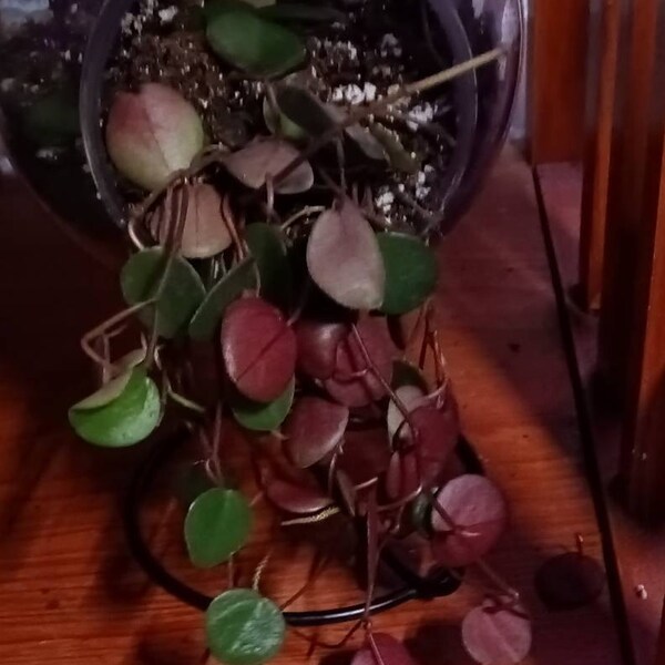 Peperomia Ruby Cascade - Etsy