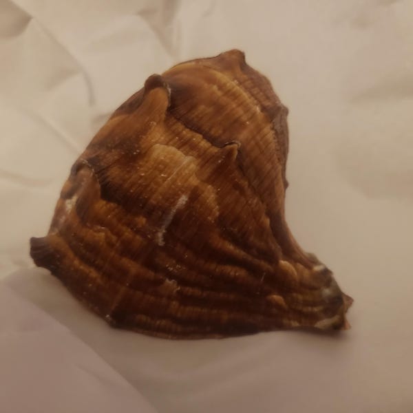 Bahamian Queen Conch Shell Light I Pink Conch Shell Night Light I SLIT ...