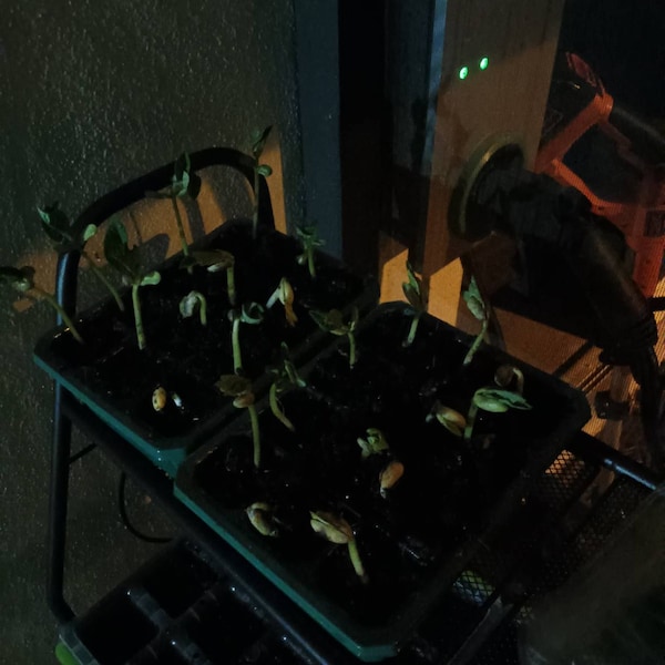 Cherokee, North Georgia Candy Roaster Squash . Cucurbita Maxima - Etsy