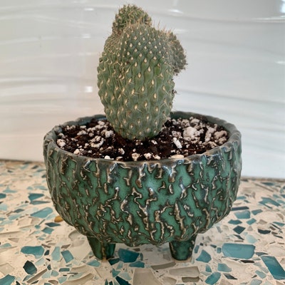 Special Screwbean Mesquite 10 Seeds Xeriscape Drought Resistant Desert ...