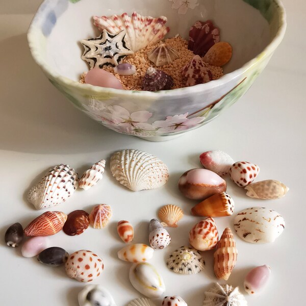 Flat Shape / Japanese Jingle Shells / Anomia Chinensis / 100% Genuine ...