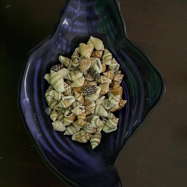 Seashells 100 Pk Miniature Conch Shells for Zen Garden, Terrarium or ...