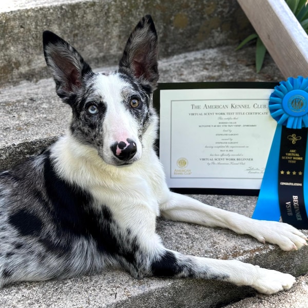 AKC Virtual Rally Title Ribbon Rosette - Novice, Intermediate, Advanced ...