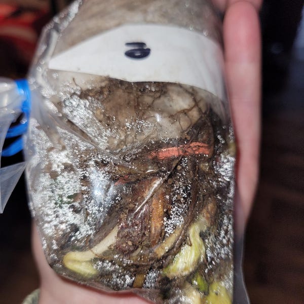 Cascade Harvest Red Raspberry- Very Large Firm Berries, Very Good ...