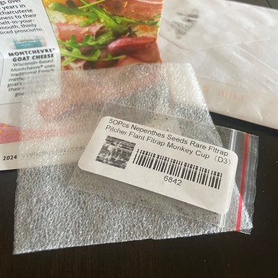 20pcs Hosta Plantaginea Fragrant Plantain Seeds Fire and Ice Shade Pink ...