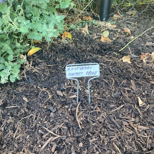 Culvers Root 'fascination' Purple Pink, Tall Flower Spikes, Butterfly ...