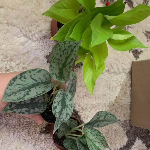 Silver Lady Pothos - Scindapsus Silver Lady - Silver Pothos Plant ...