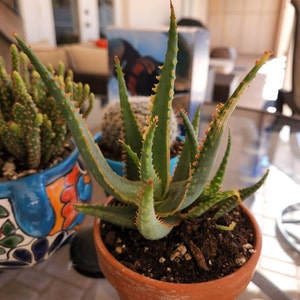 Aloe swordfish 1 Plant PPAF Hybrid , Fully Rooted, Flowering Succulent ...