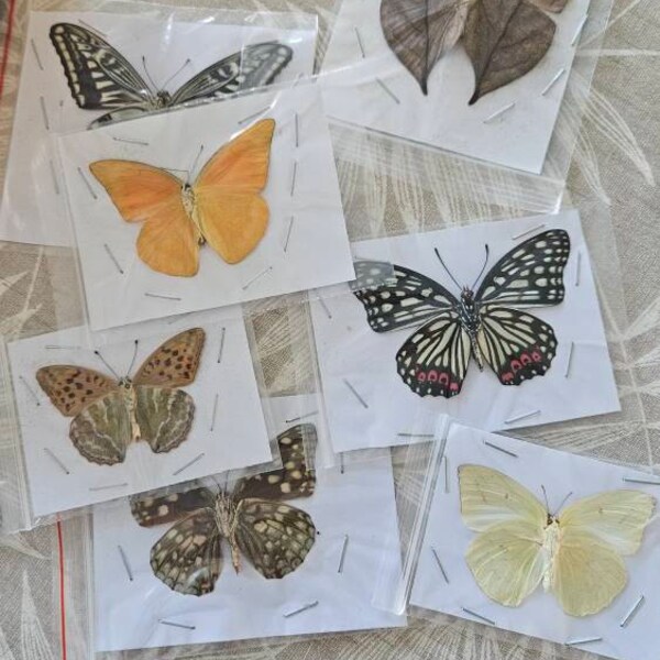 Green Summer Form Butterfly,papilio Maackii Butterfly,butterfly ...