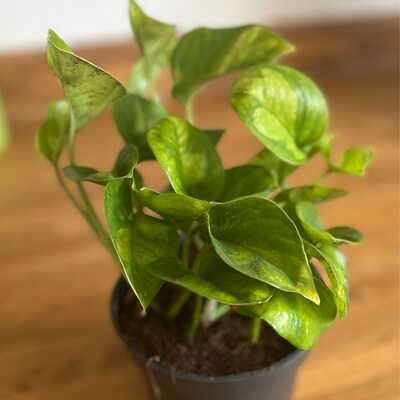 85 100cm Monstera Deliciosa Taurii XL Swiss Cheese Plant 27cm Pot House ...