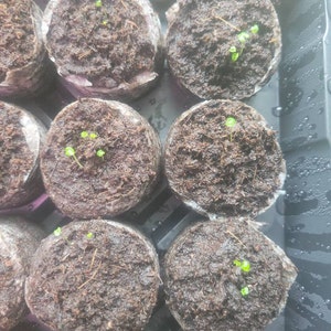 20 Bristlecone Pine Tree Seeds pinus Aristata Bonsai | Etsy