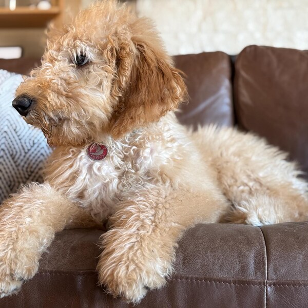 Custom Name Tag for Dog, Cat Tag Personalized, Greek Wave Pet Id Tag ...