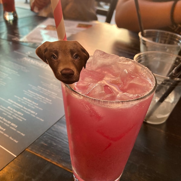 Custom Pet Straws, Dog Decorations, Personalized Photo 12 Count Paper ...