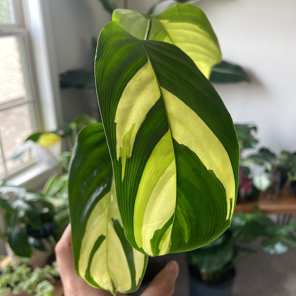 Calathea Pilosa - Live Tropical Indoor Houseplant – Low Maintenance ...