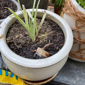 Dae-pa Korean Large Green Onion Seeds 韓國大蔥 100 Seeds - Etsy