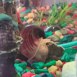 Super Snello 8oz, Aquatic Snail Food, Dehydrated, Snail Jello, Mystery ...
