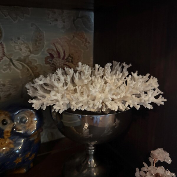 Bright Tropical Scallop Pectin Nobilis Shells Seashells Coastal ...