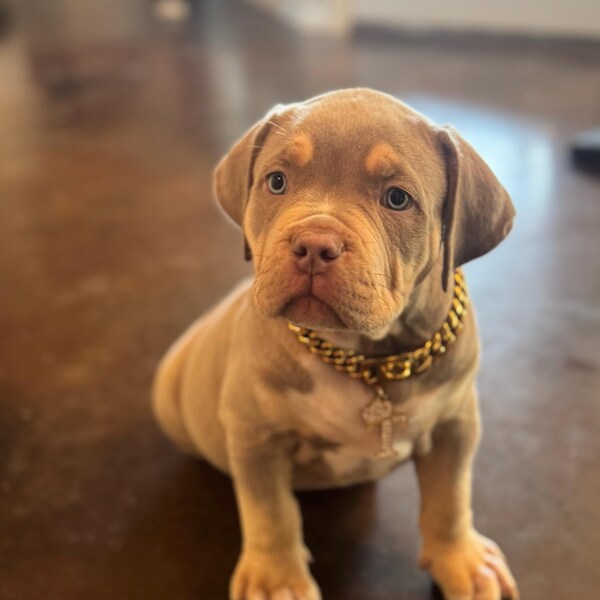 Custom Dog Chain Collar, Cuban Link Dog Chain,jewellry for Dog,dog ...