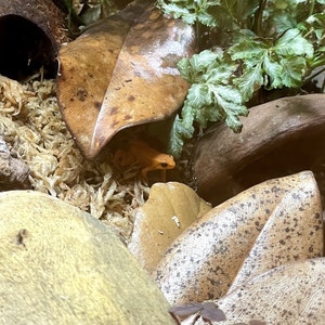 Spring Cuisine Premium Springtail Food Springtails Isopods - Etsy