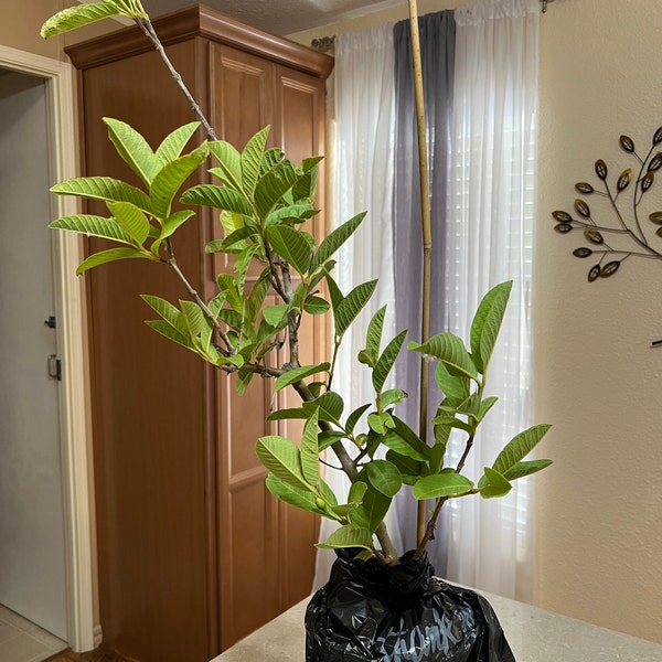 Kilo Guava White Flesh - 1 to 2 Feet Tall - Ship in Pot - Etsy