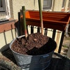 Blue Timber Clumping Bamboo/bambusa- 1 Value Priced Division - Approx ...
