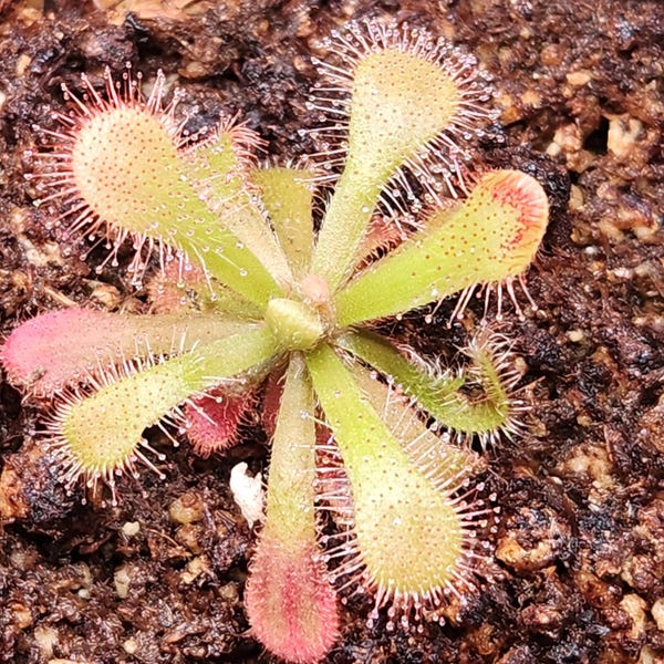 Carnivorous Plant Soil (pygmy Sundew Mix) - Etsy