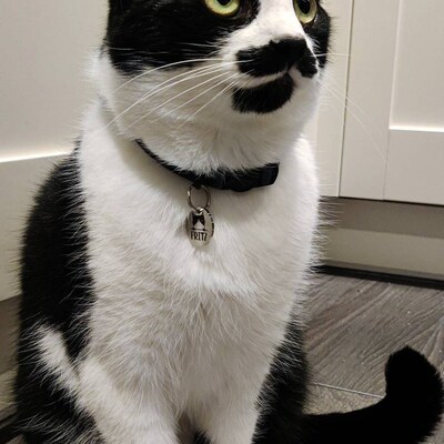 Tiny 20mm Cat Kitten ID Tags Laser Engraved, Stainless Steel Available ...