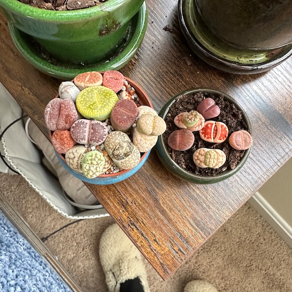 Potted 12-15 Live Exotic Lithops Plant / Choose Your Favorite Pot ...
