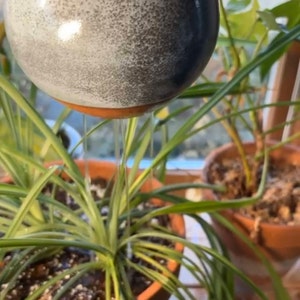 CERAMIC WATERING BELL 40 Thumb Watering Bottle for Succulents Cacti ...