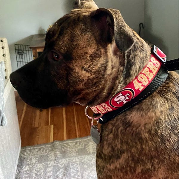 Seattle Seahawks Navy Blue NFL Dog Collar Handmade by Terri's Dog ...