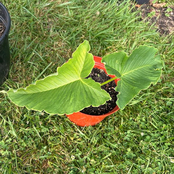 AMORPHOPHALLUS KONJAC Twenty Five (25) Bulbils - Voodoo Lily Bulb - Etsy