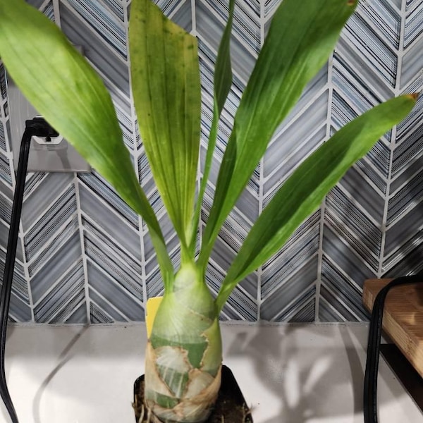 Cycd Taiwan Golden Orange Bloom Stage Currently Dormant ...... 50 ...