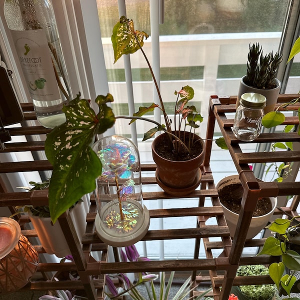 Pink Princess Symphony Caladium Live Bulb, Starter Plant for Spring ...