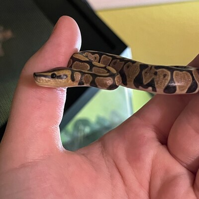 Customizable Ball Python Miniature / Figure / Sculpture / Necklace ...