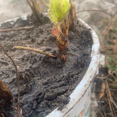 Golden-raspberry-plant-anne-non-gmo-buy-3-get-1 - Etsy