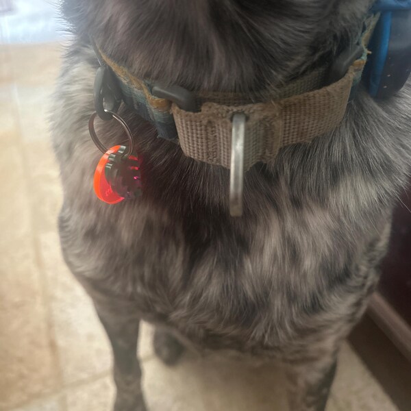 Best in Show, Blue Ribbon, 1, Number One, First Place Personalized Pet ...