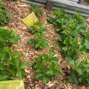 2 Raspberry Plants Joan J Completely Thornless, Everbearing, High ...