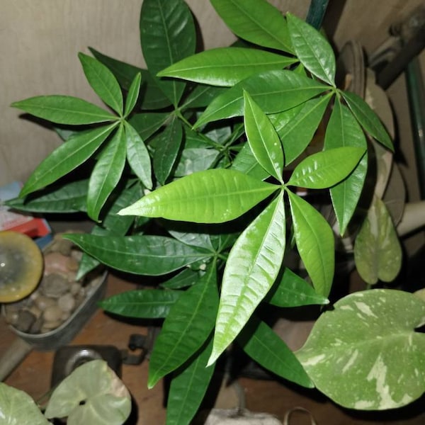 Mican Philodendron Velvet Leaf Philo Indoor & Outdoor Live Tropical ...