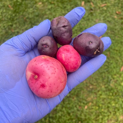 RODERIQUE FRENCH SHALLOT Sets Non-gmo Bulbs, Garden Seed Shallots Long ...