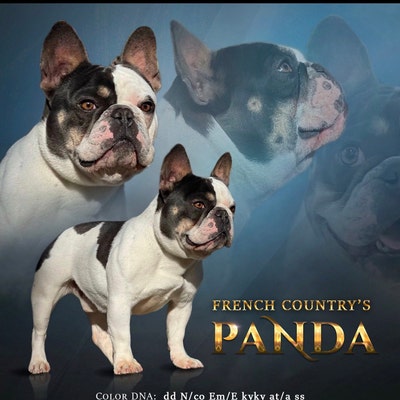 CUSTOM Graphic Design for Breeders Stud Dog Planned Litter Announcement ...