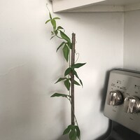 Florida Grove Pepper Seeds Super Hot Florida Firecracker Wild Grove ...