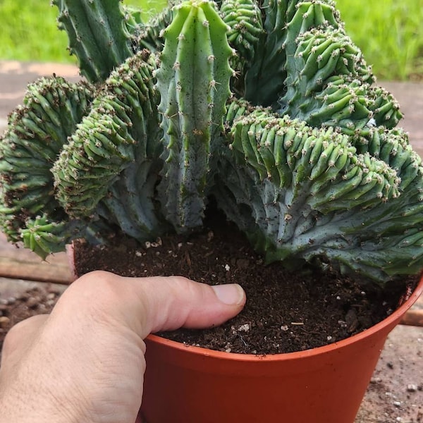 Blue Candle Crested Cactus, Blue Myrtle Crested Cactus, Myrtillocactus ...